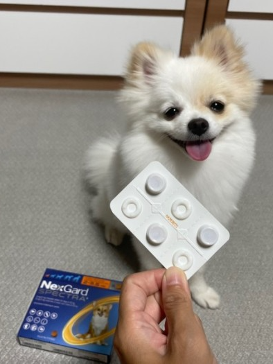 네이버 인플루언서