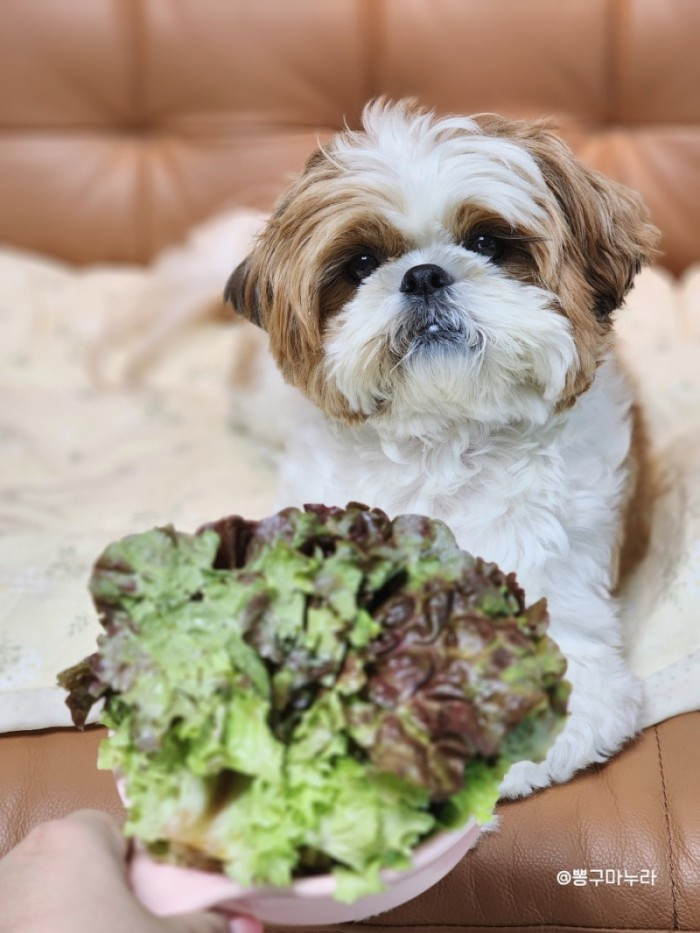 네이버 인플루언서