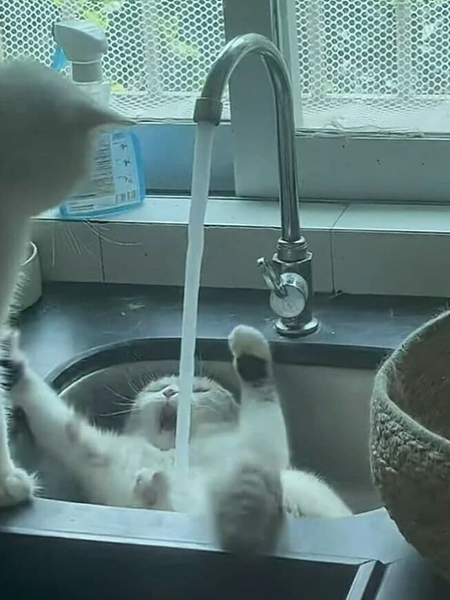 네이버 인플루언서