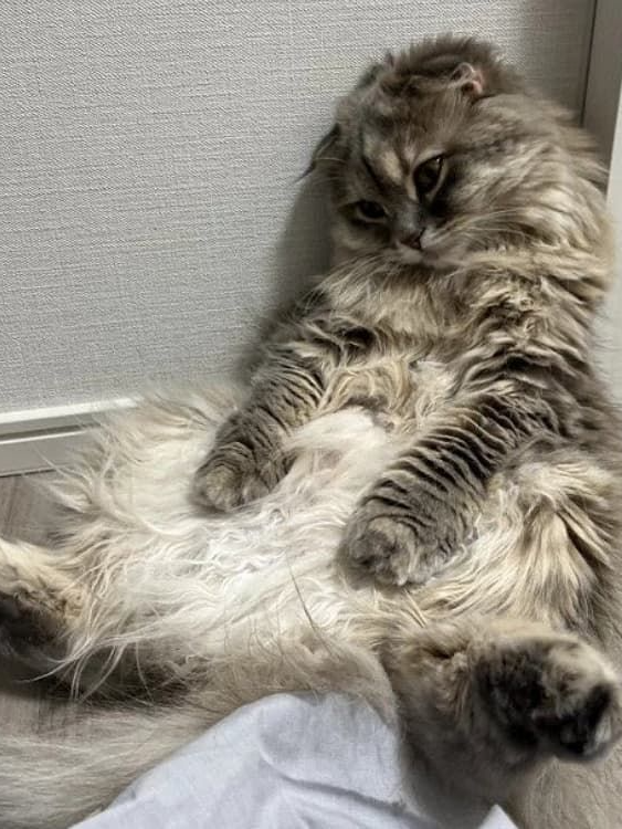 네이버 인플루언서