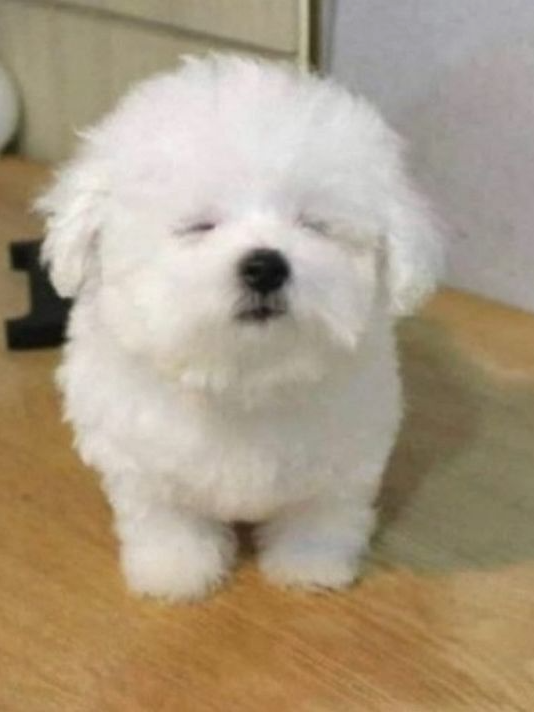 네이버 인플루언서