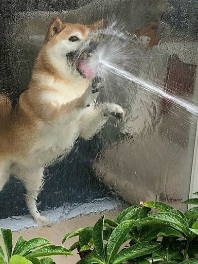 네이버 인플루언서
