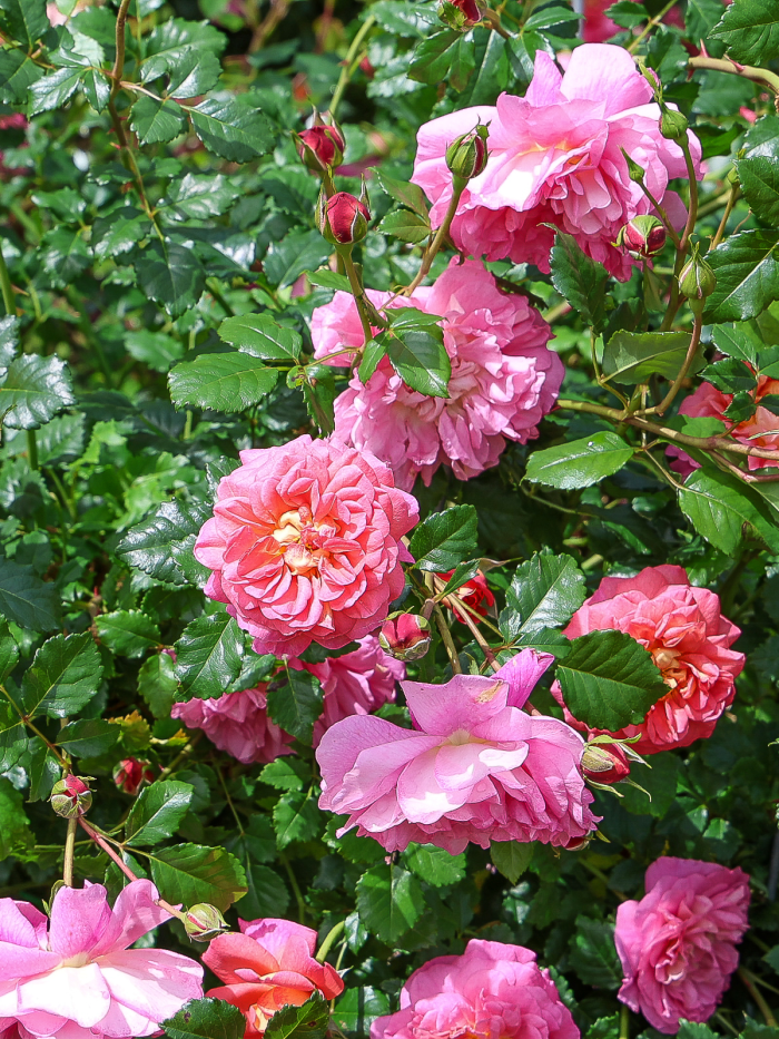 네이버 인플루언서