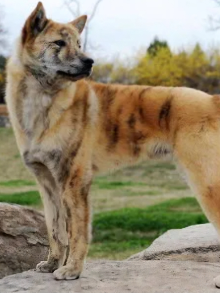 네이버 인플루언서