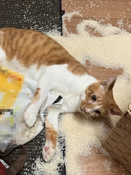 네이버 인플루언서