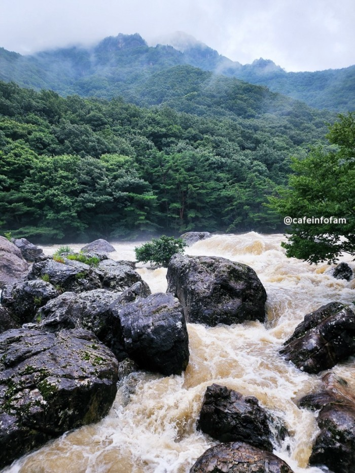 네이버 인플루언서