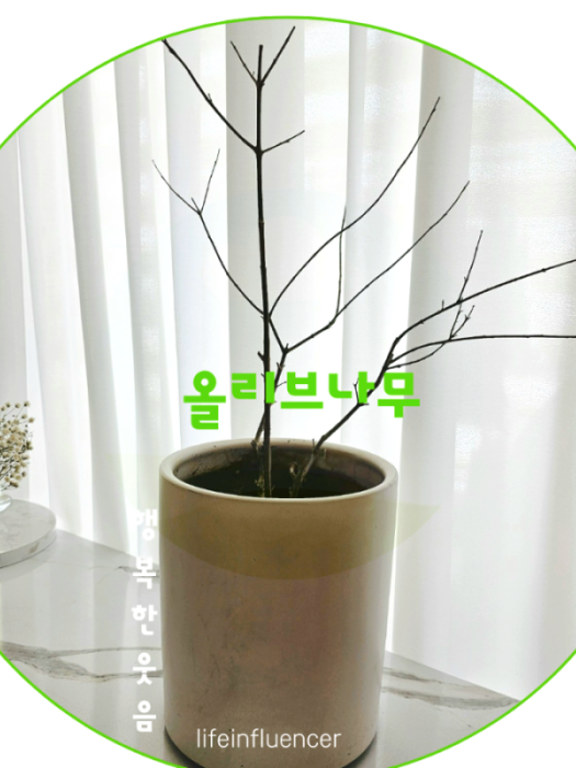 네이버 인플루언서