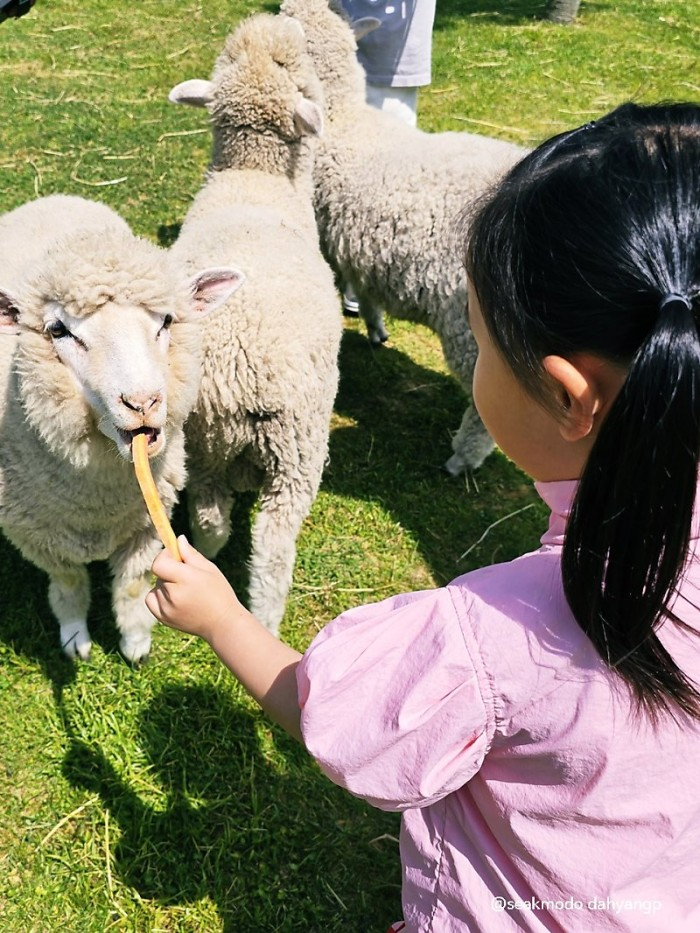 네이버 인플루언서