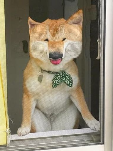 네이버 인플루언서