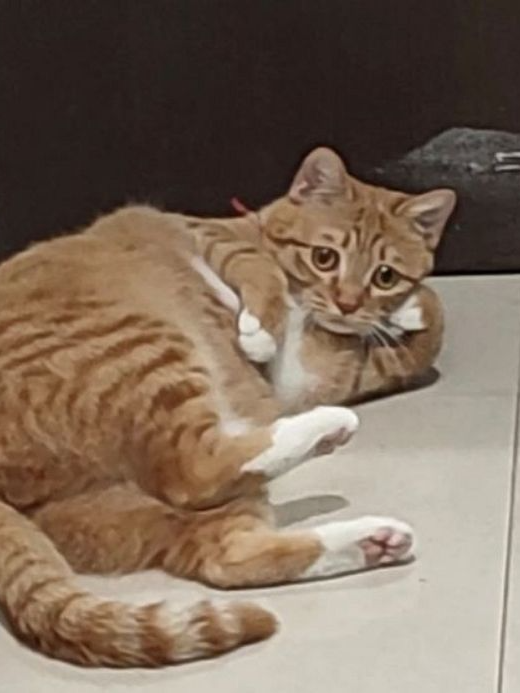 네이버 인플루언서