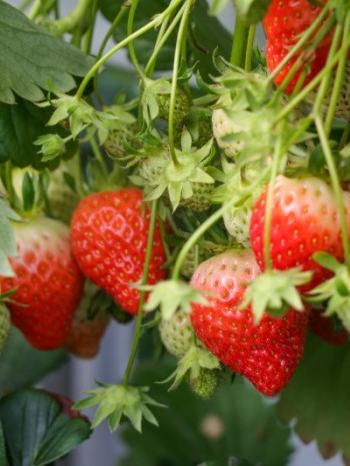 네이버 인플루언서