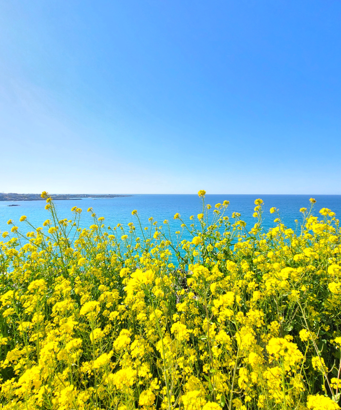 네이버 인플루언서