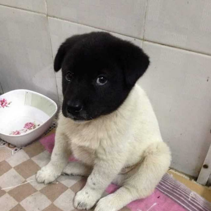 네이버 인플루언서