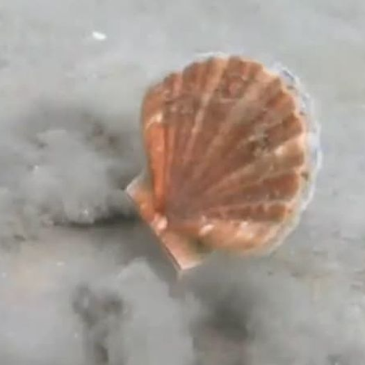 네이버 인플루언서